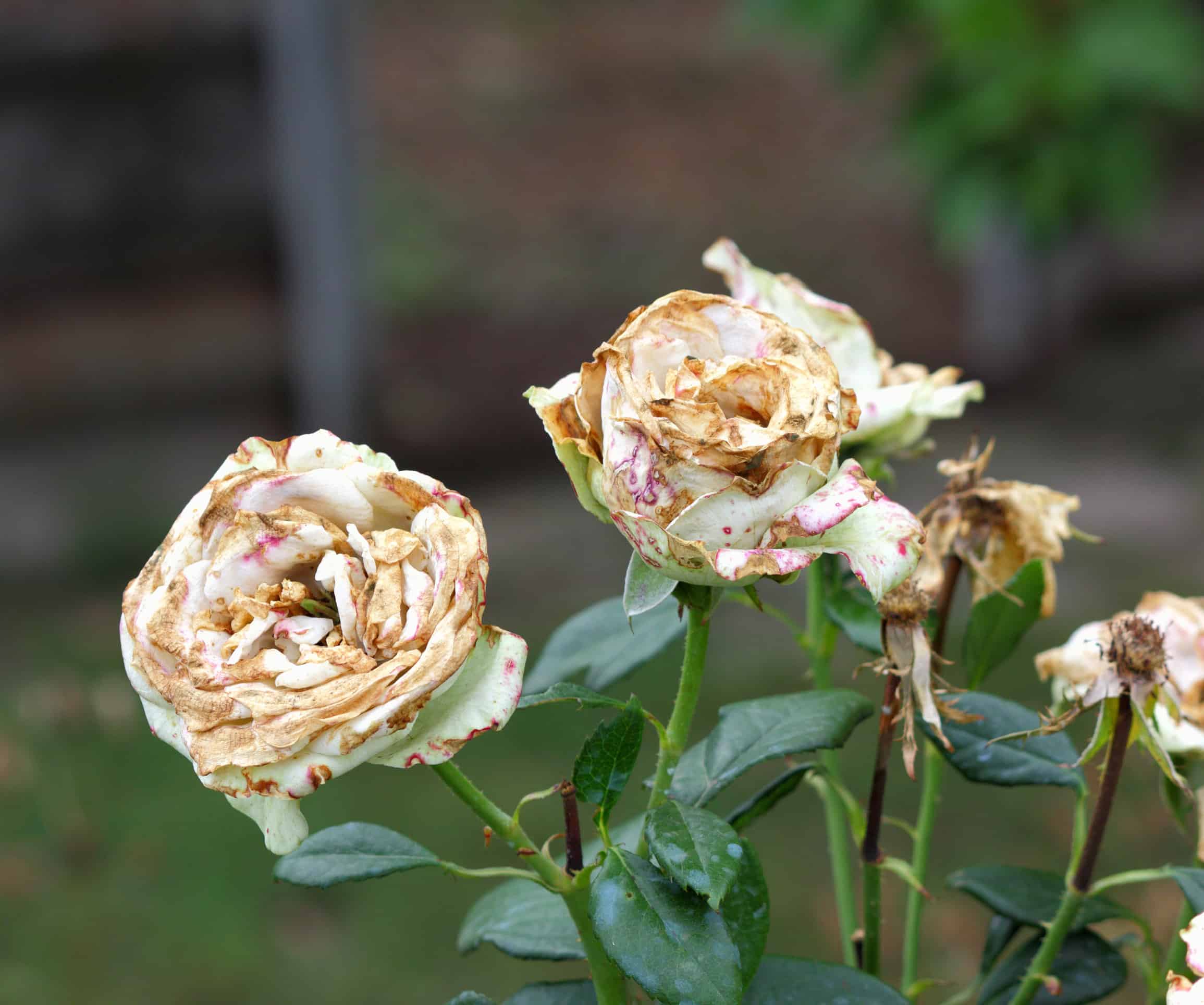 rosas murchando - Click Litoral